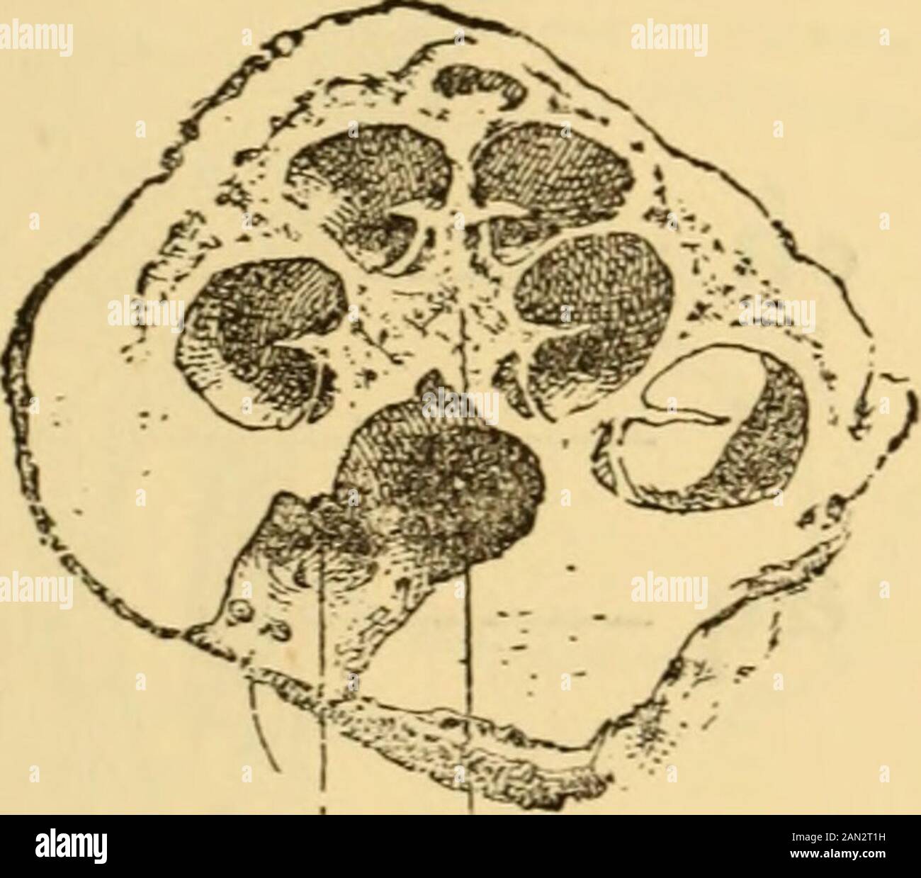 A text-book of the diseases of the ear and adjacent organs . a b Fig ...