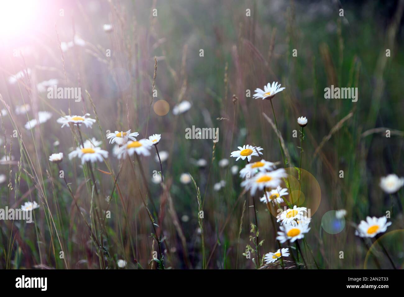 White matricaria flowers on hi-res stock photography and images - Alamy