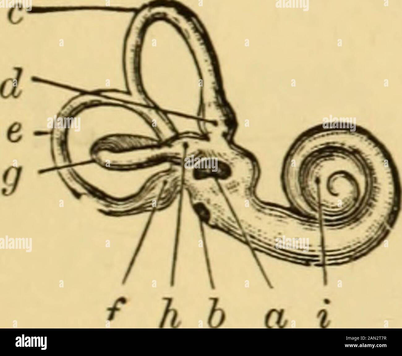 Tympanic Cavity High Resolution Stock Photography and Images - Alamy
