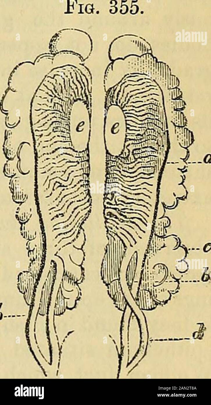 Carpenter's principles of human physiology . rom the cells of the ...