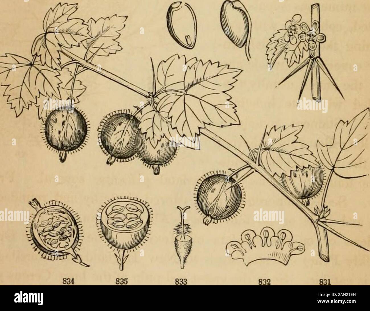 Introduction to structural and systematic botany, and vegetable ...