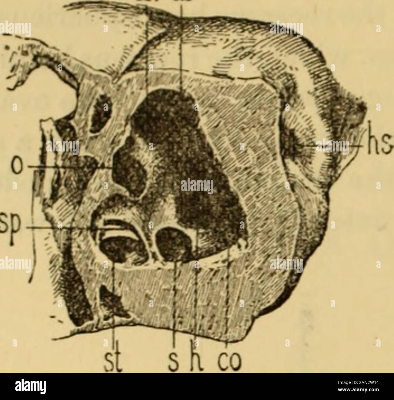 Osseous labyrinth hi-res stock photography and images - Alamy