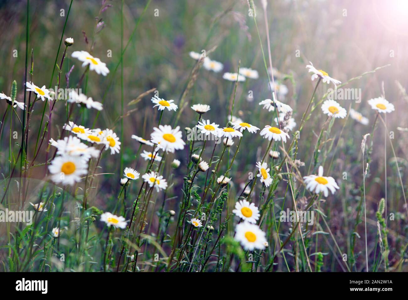 Matricaria recutita white flower yellow hi-res stock photography and ...
