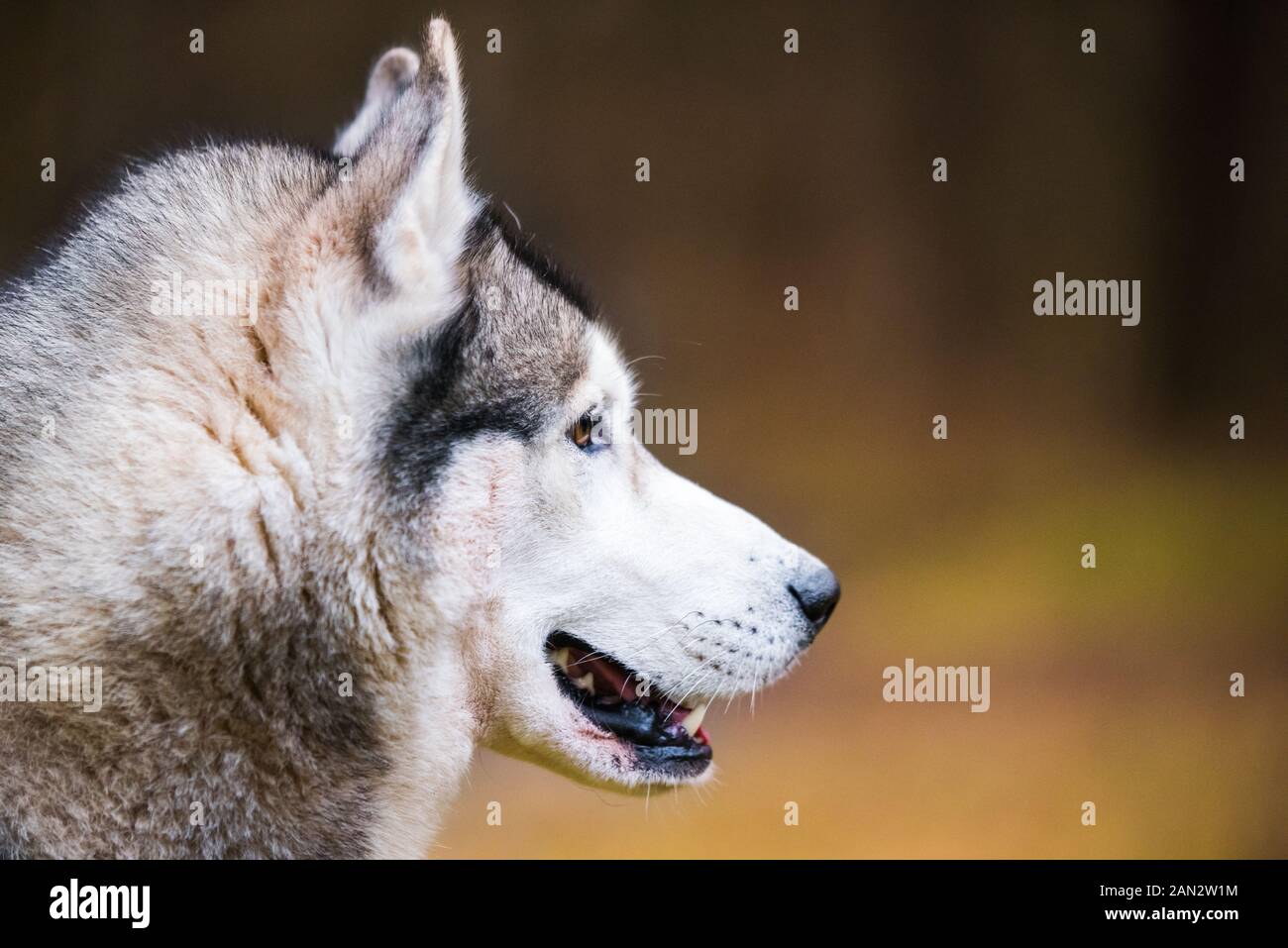 Husky dog close up muzzle profile portrait on nature Stock Photo - Alamy