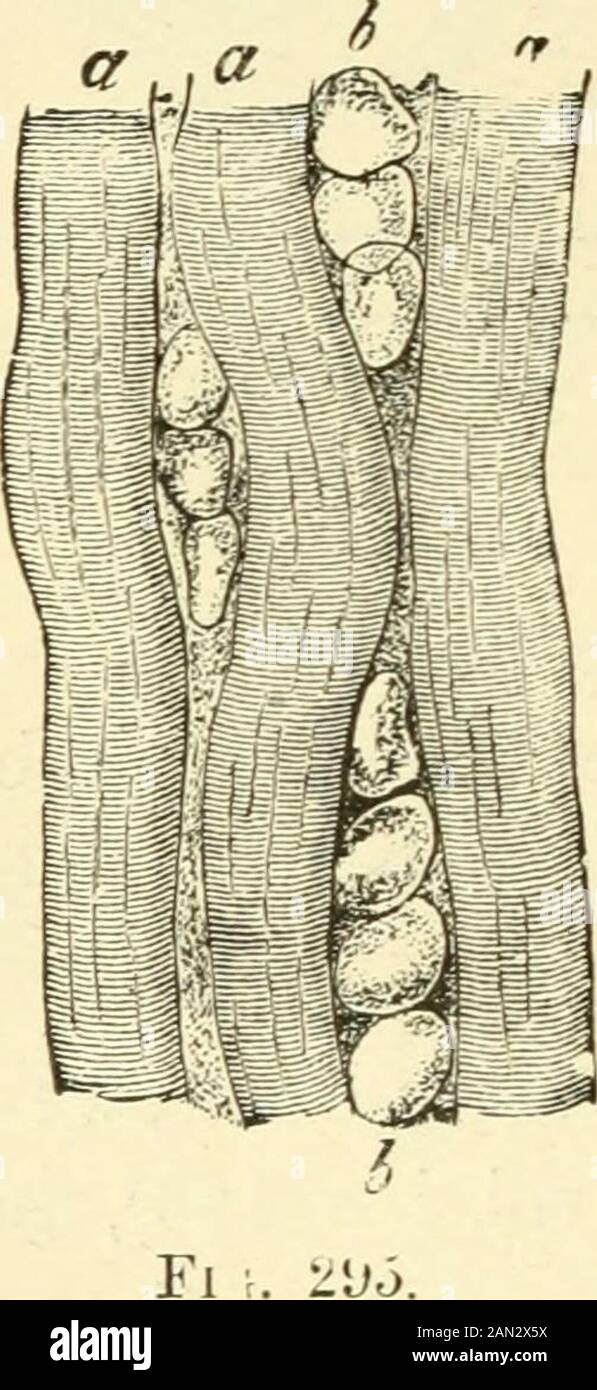 The evolution of man: a popular exposition of the principal points of ...