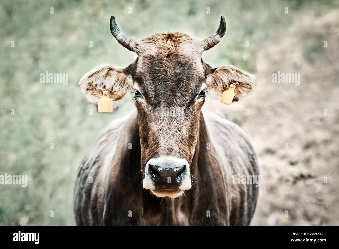 Yellow identification tags hi-res stock photography and images - Alamy