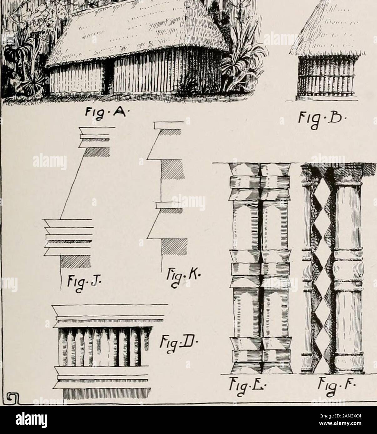 Radicles hi-res stock photography and images - Alamy