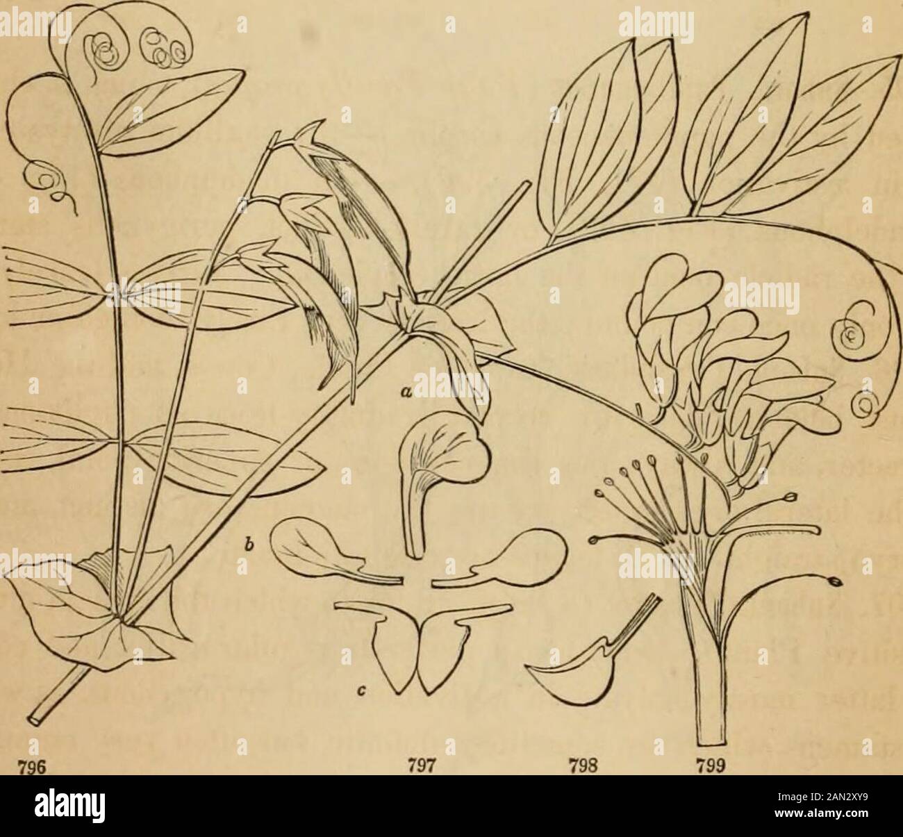 Introduction to structural and systematic botany, and vegetable ...