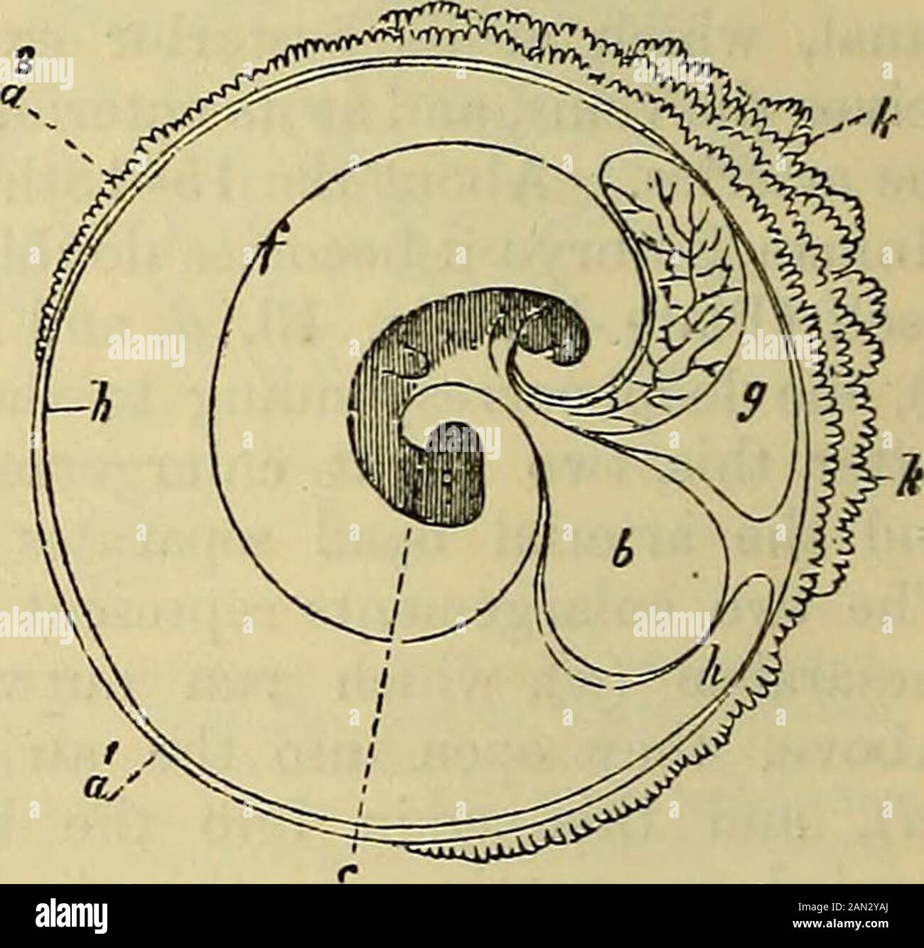 Human ovum diagram hi-res stock photography and images - Alamy