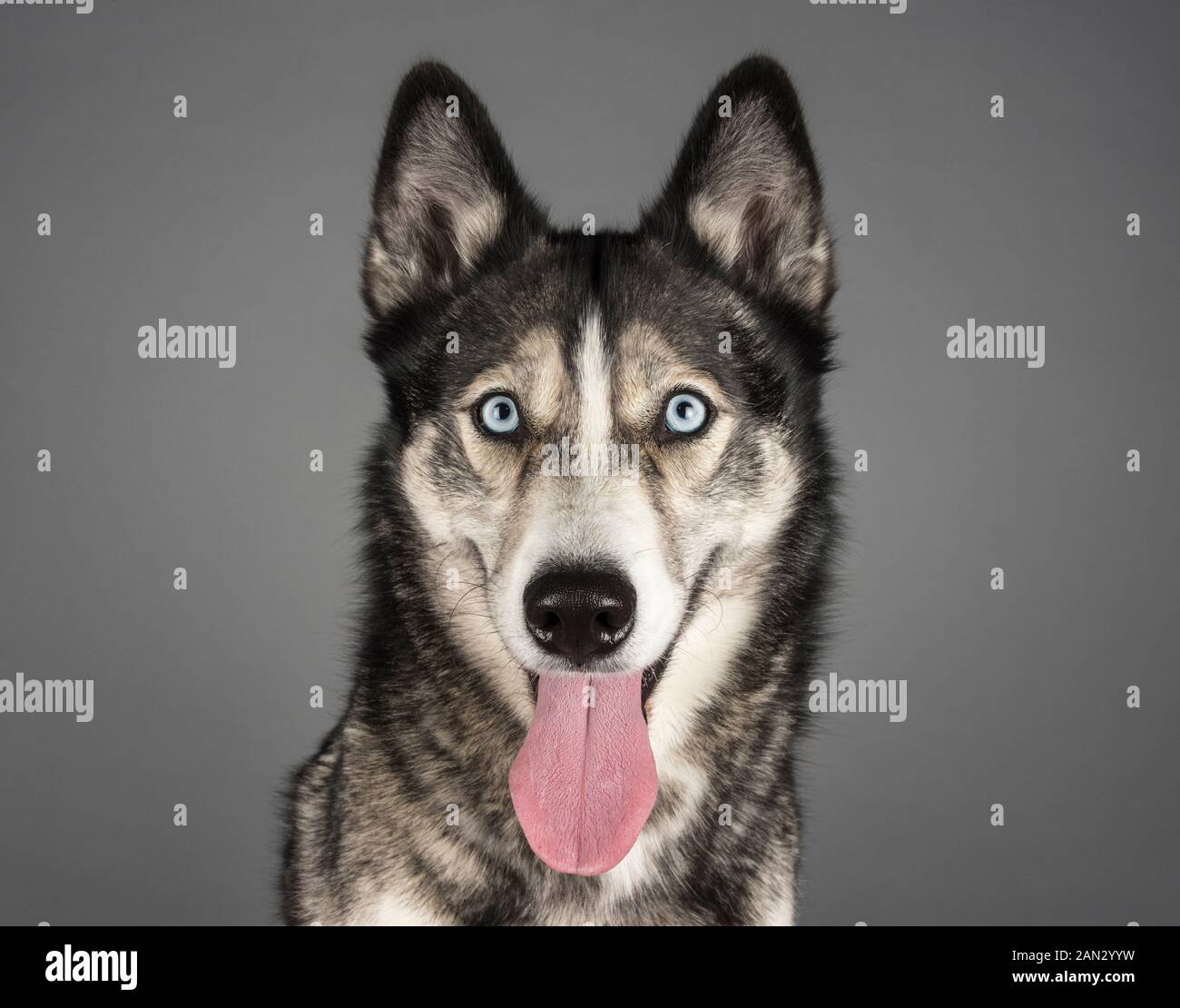 Husky Dog in the UK Stock Photo - Alamy