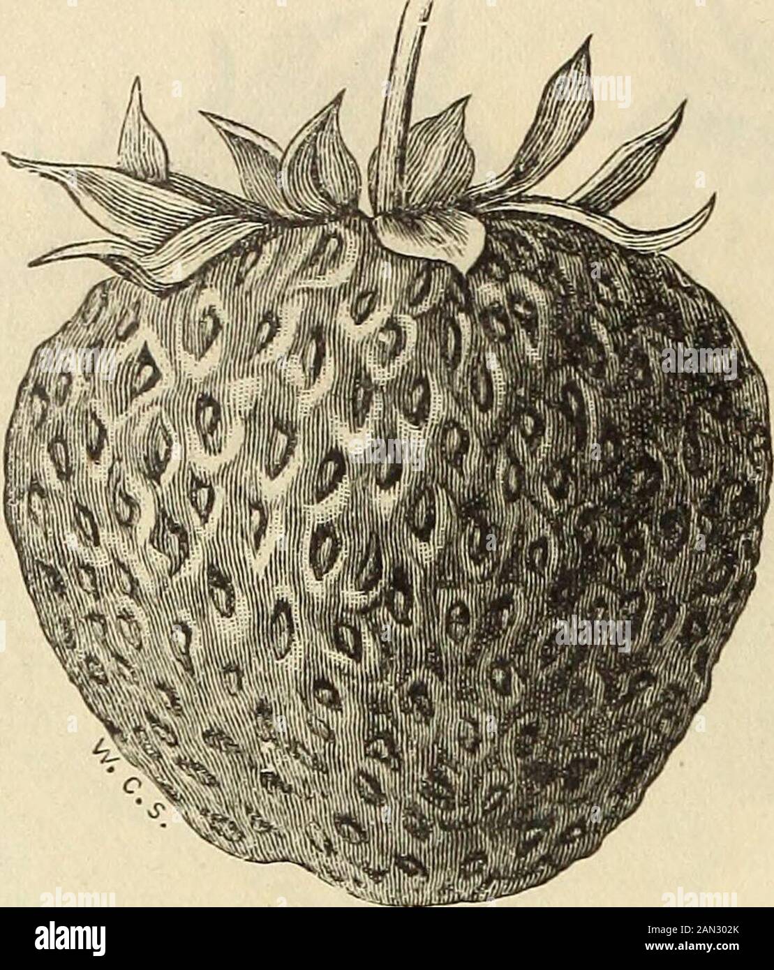 Elmer the great hi-res stock photography and images - Alamy