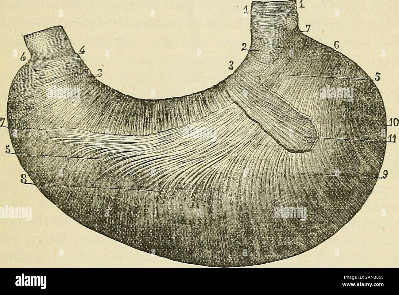 External longitudinal muscular layer hi-res stock photography and ...