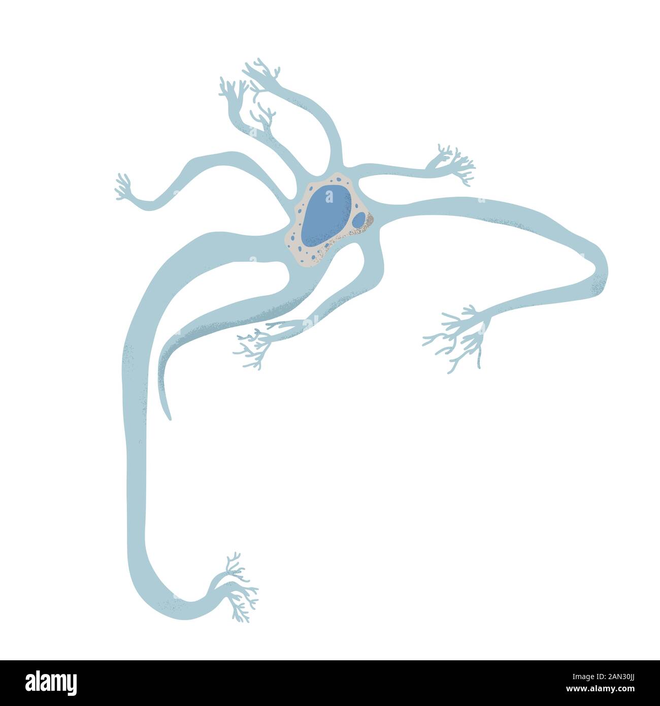 Neuron cell with long axons. Vector illustartion Stock Vector Image ...