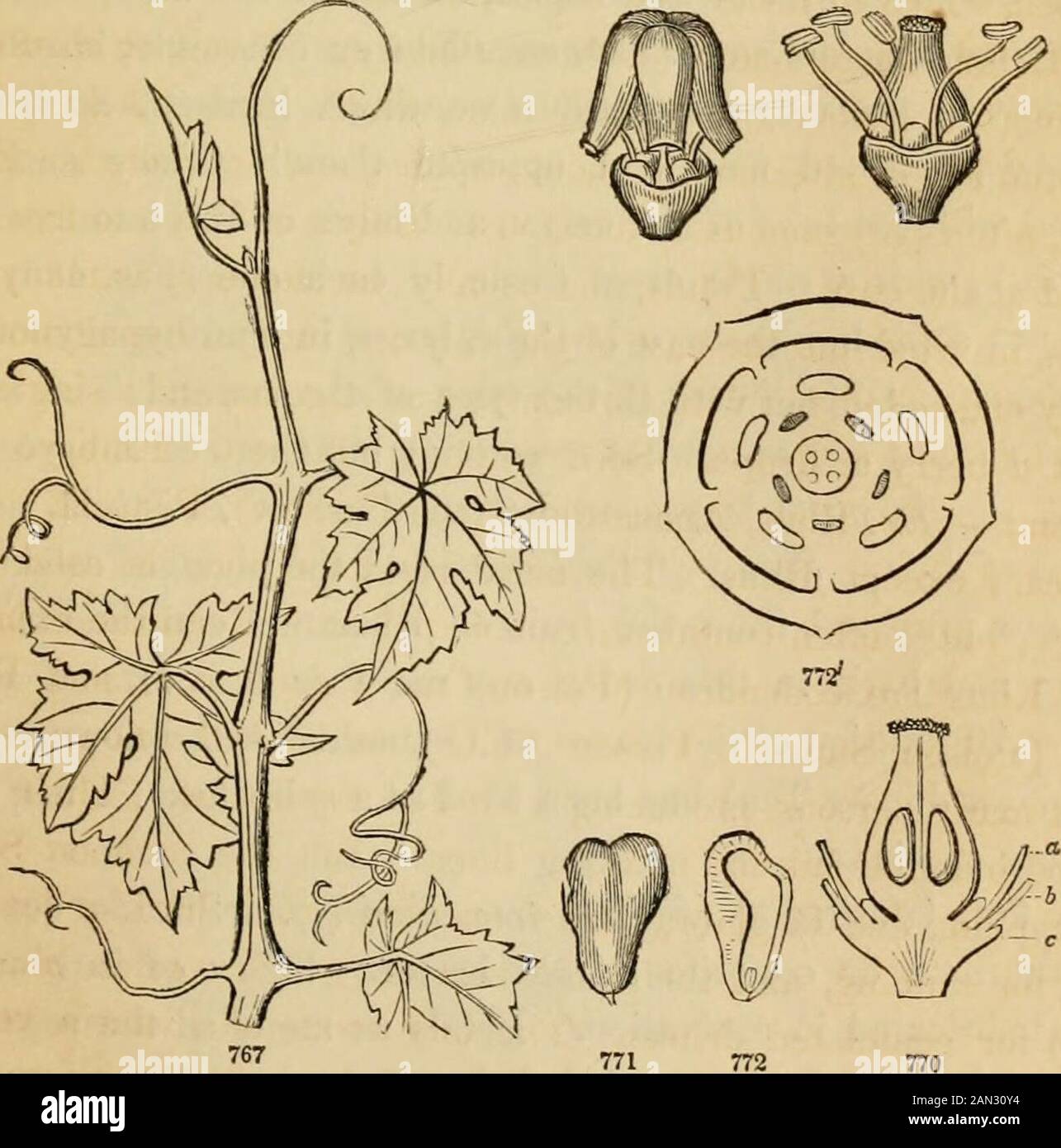 Introduction to structural and systematic botany, and vegetable ...