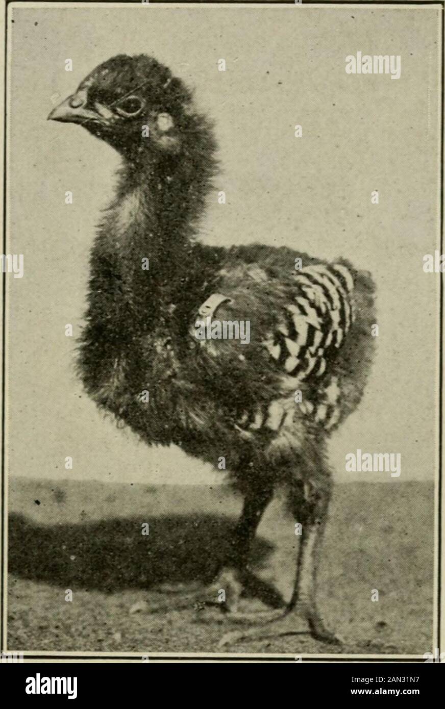 Breeding failure hi-res stock photography and images - Alamy