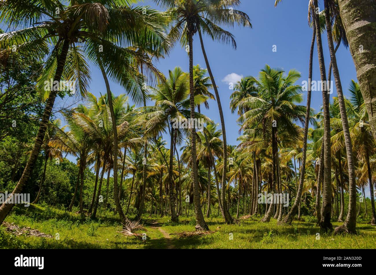Landscapes on "Boipeba Island", beaches in Bahia, Brazil Stock Photo ...