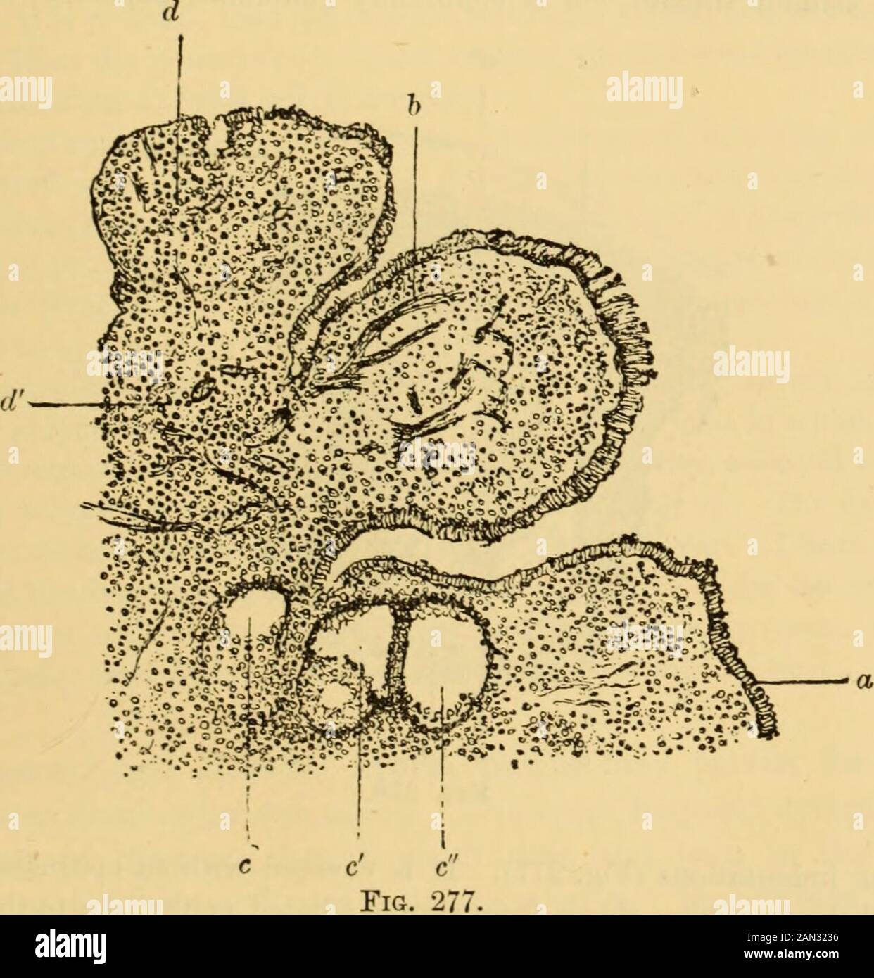 A text-book of the diseases of the ear and adjacent organs . y& Fig. 27 ...