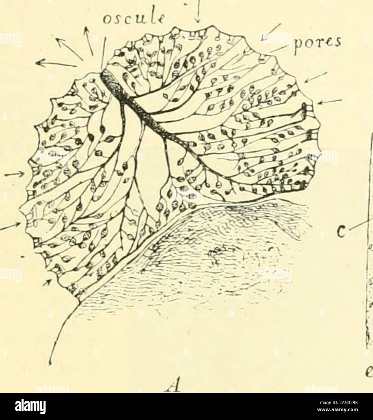 Sycon hi-res stock photography and images - Alamy
