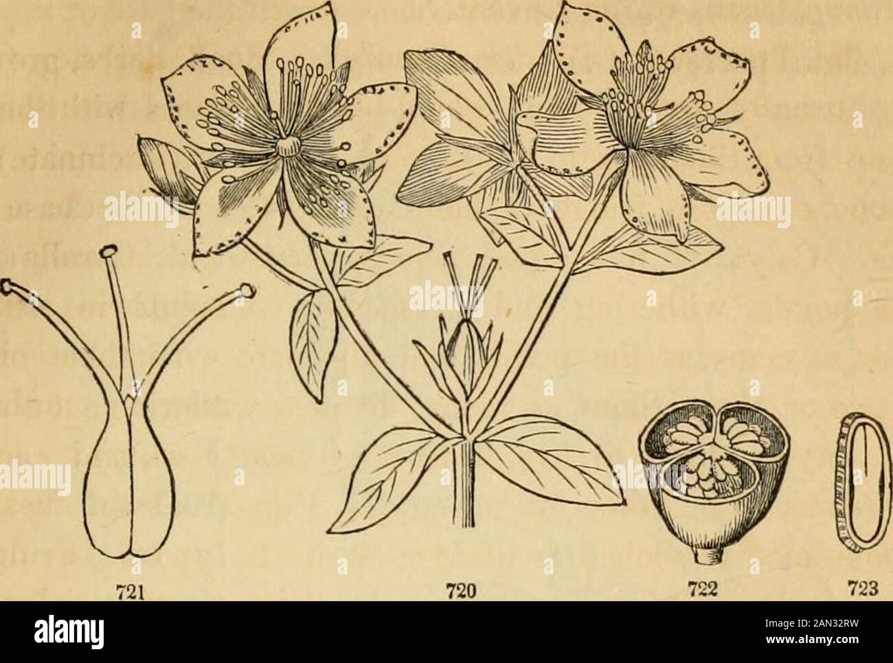 Punctate dots hi-res stock photography and images - Alamy