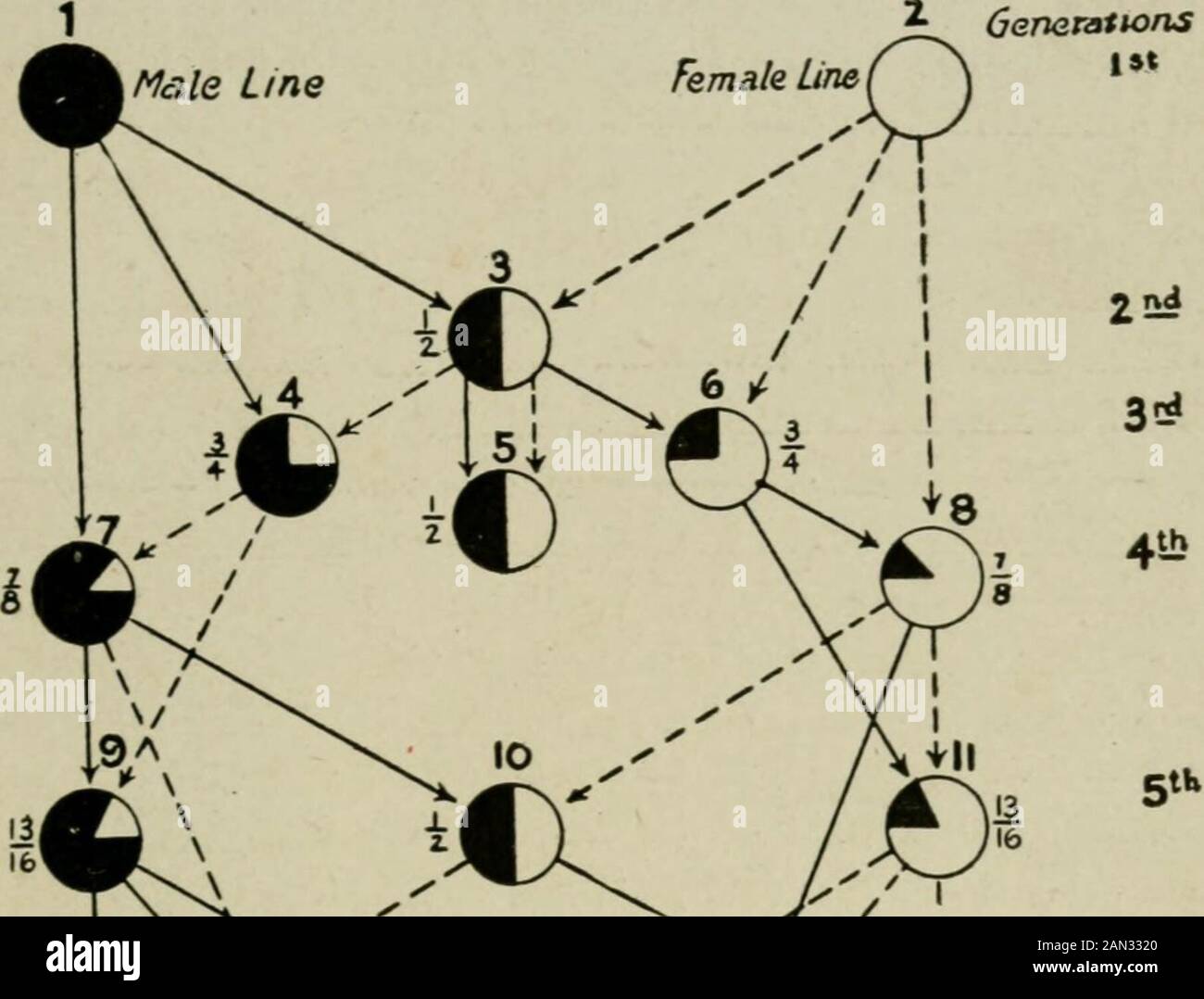 Poultry Line Breeding