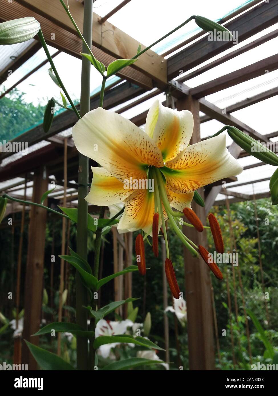 Lilium Lady Alice Stock Photo - Alamy