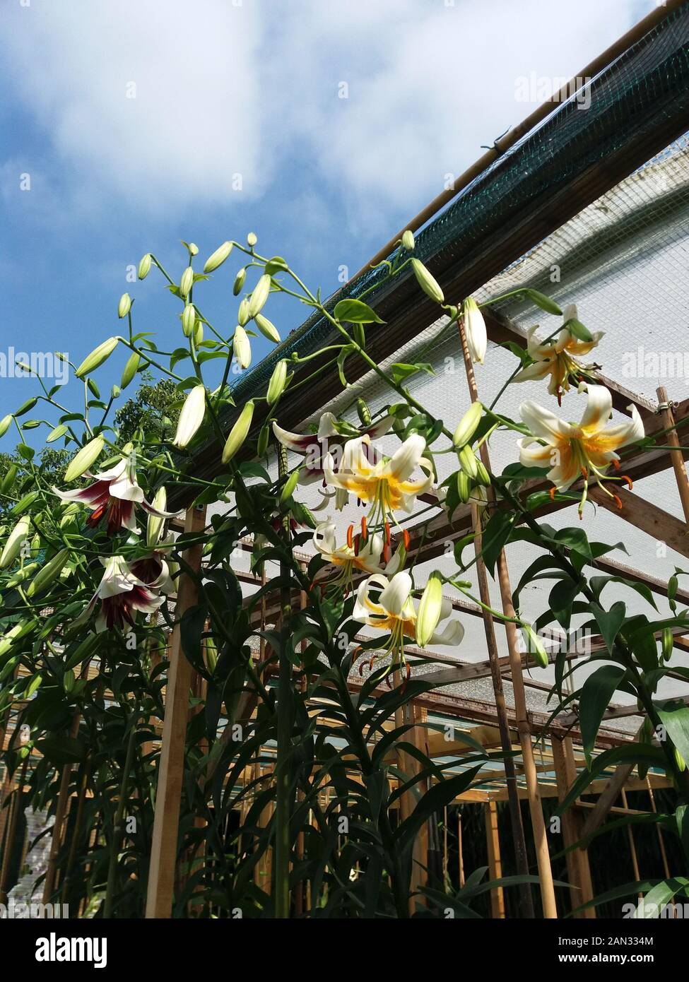 Lilium Lady Alice Stock Photo - Alamy
