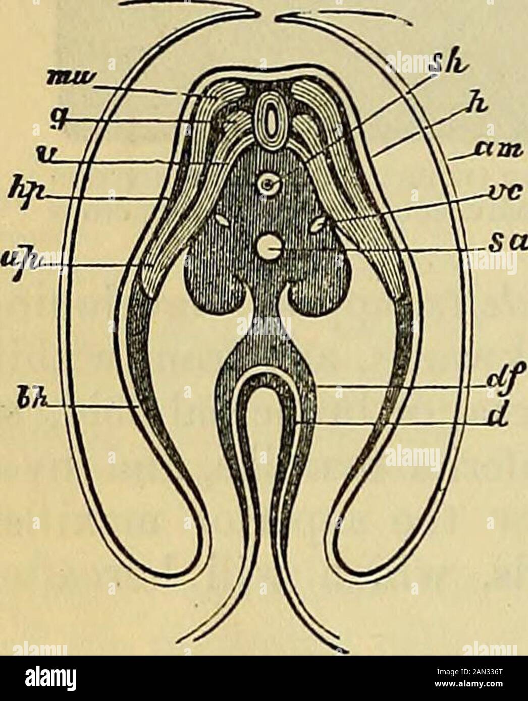 Carpenter's principles of human physiology . ncephalon, and epen ...