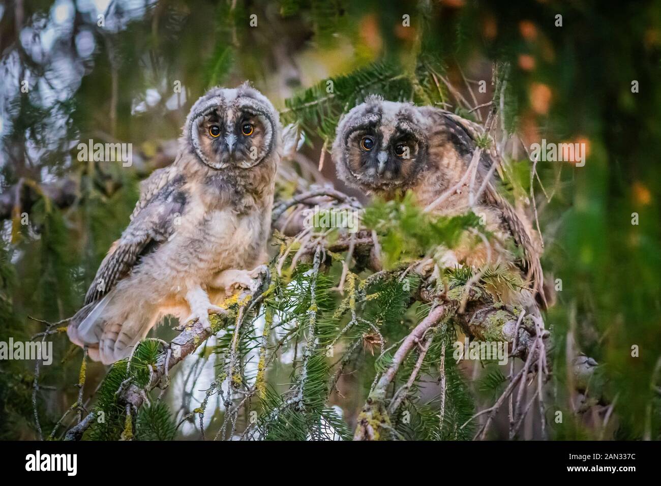 Long-eared owl (Asio otus Stock Photo - Alamy