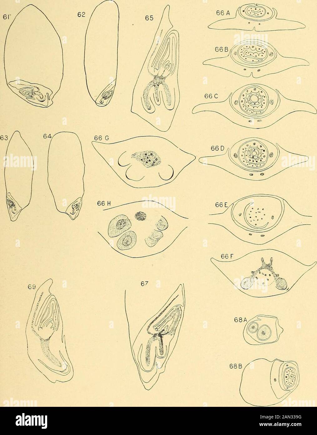 The structure of the caryopsis of grasses with reference to their ...