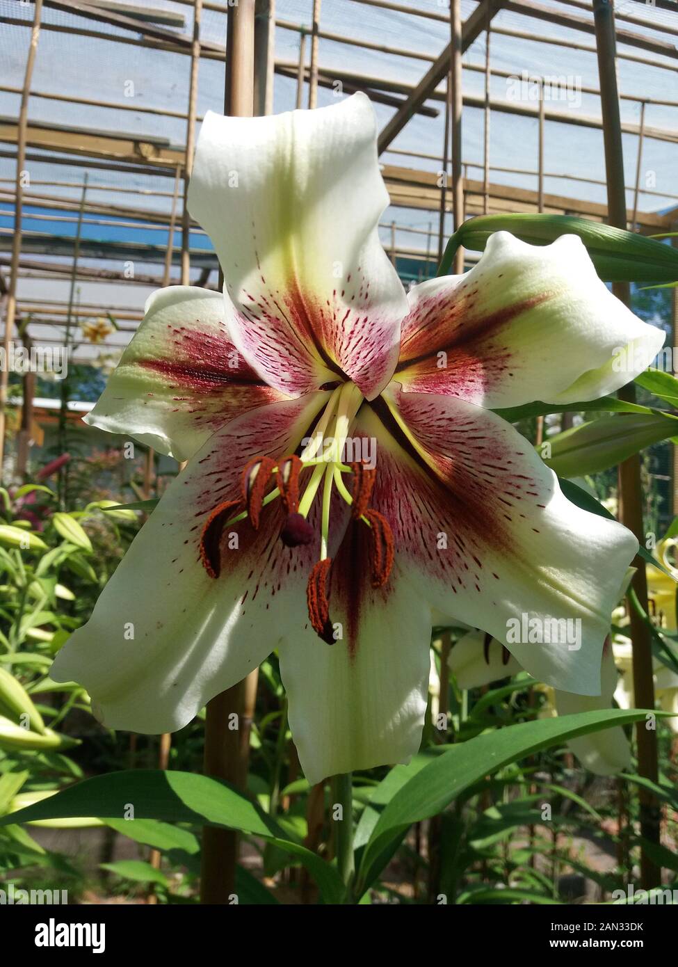 Lilium Lavon (Zeba Stock Photo - Alamy