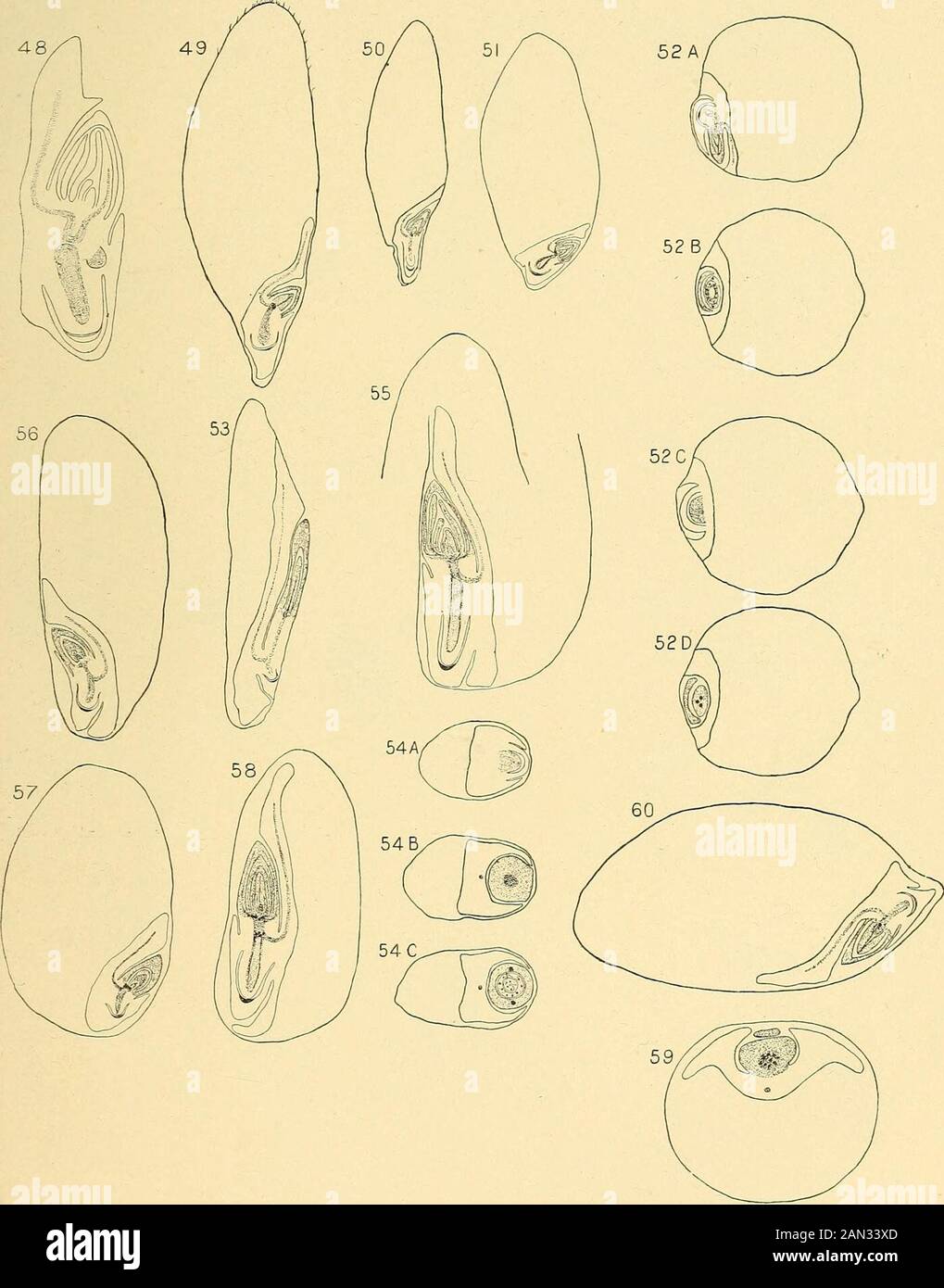 The structure of the caryopsis of grasses with reference to their ...