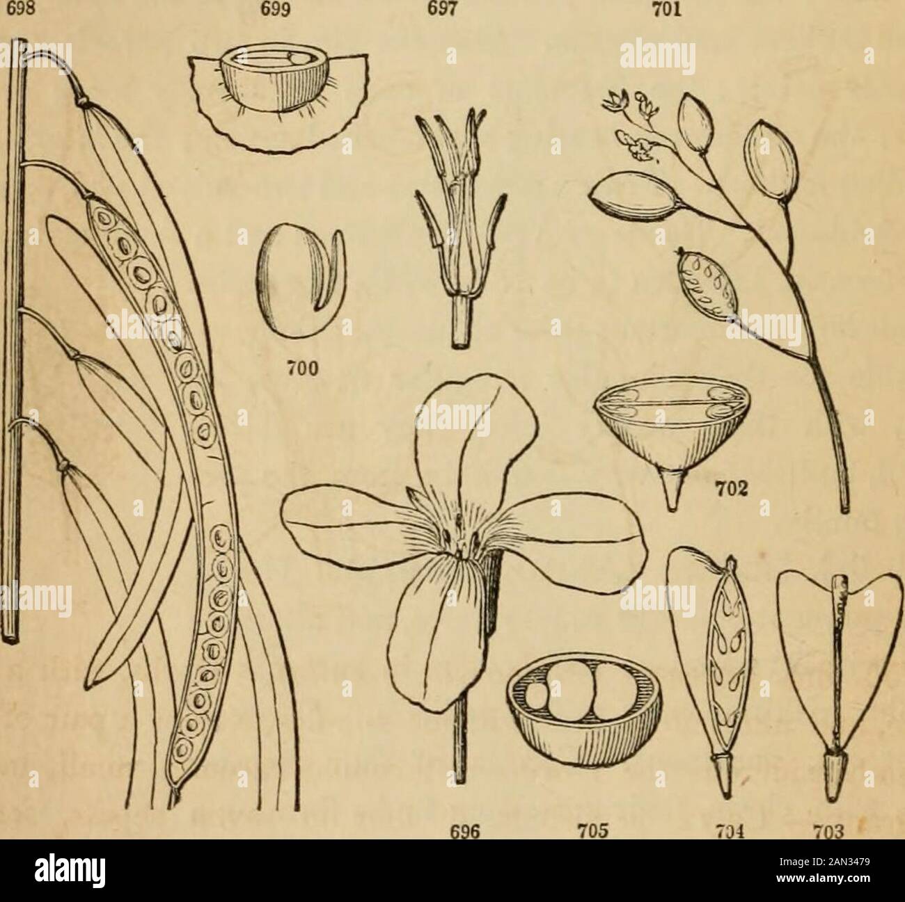 Rubefacient hi-res stock photography and images - Alamy