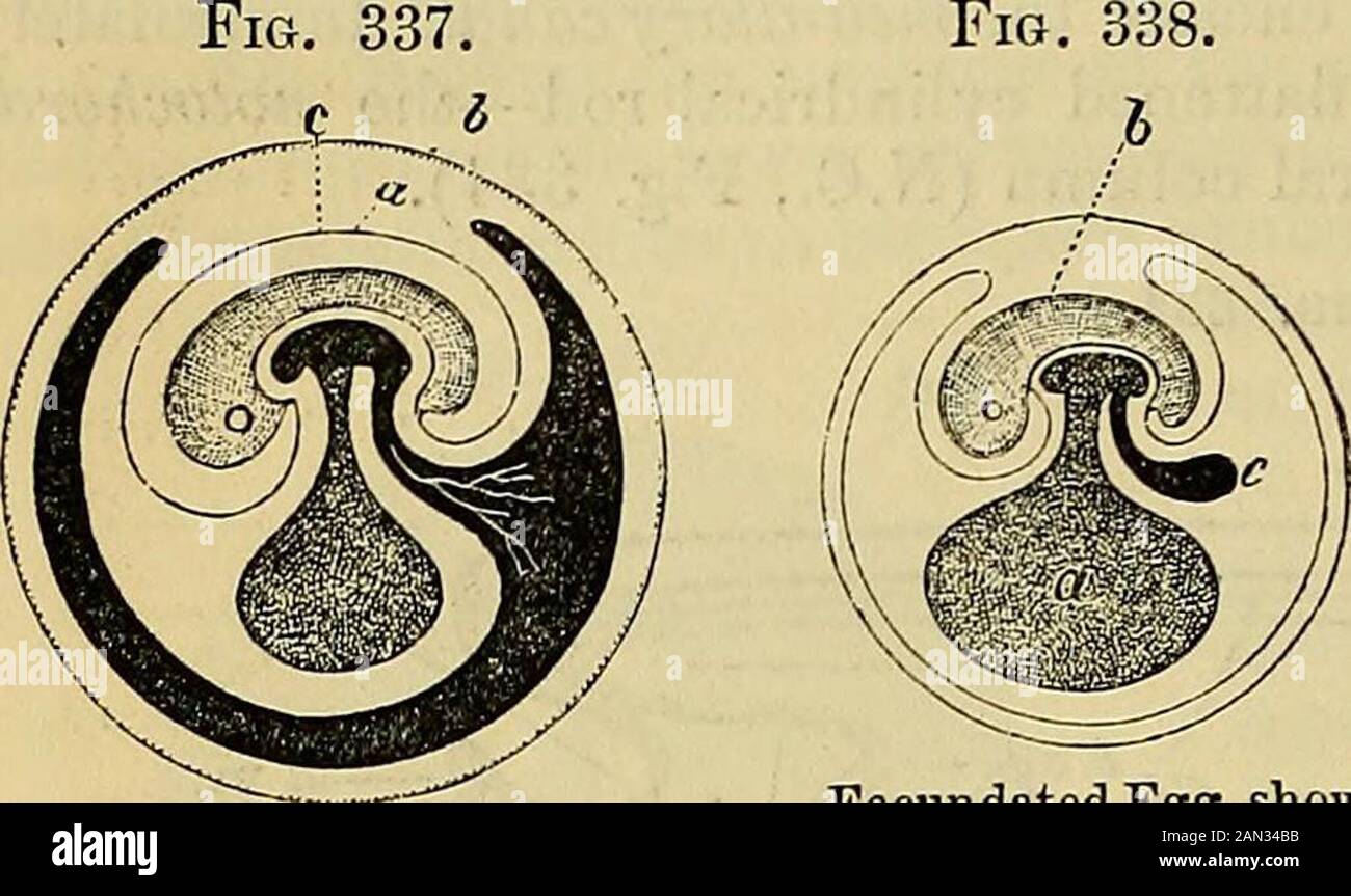 Carpenter's principles of human physiology . sentnm o{ the Amnion: a ...