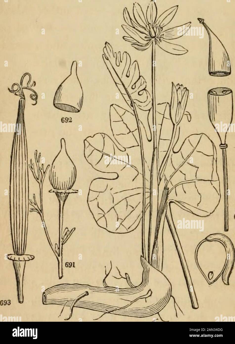 Introduction to structural and systematic botany, and vegetable ...