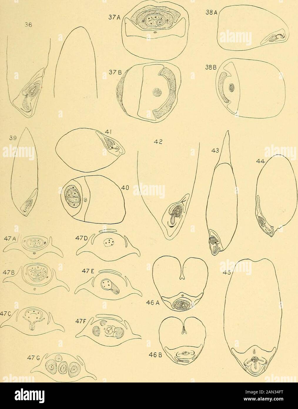 The structure of the caryopsis of grasses with reference to their ...