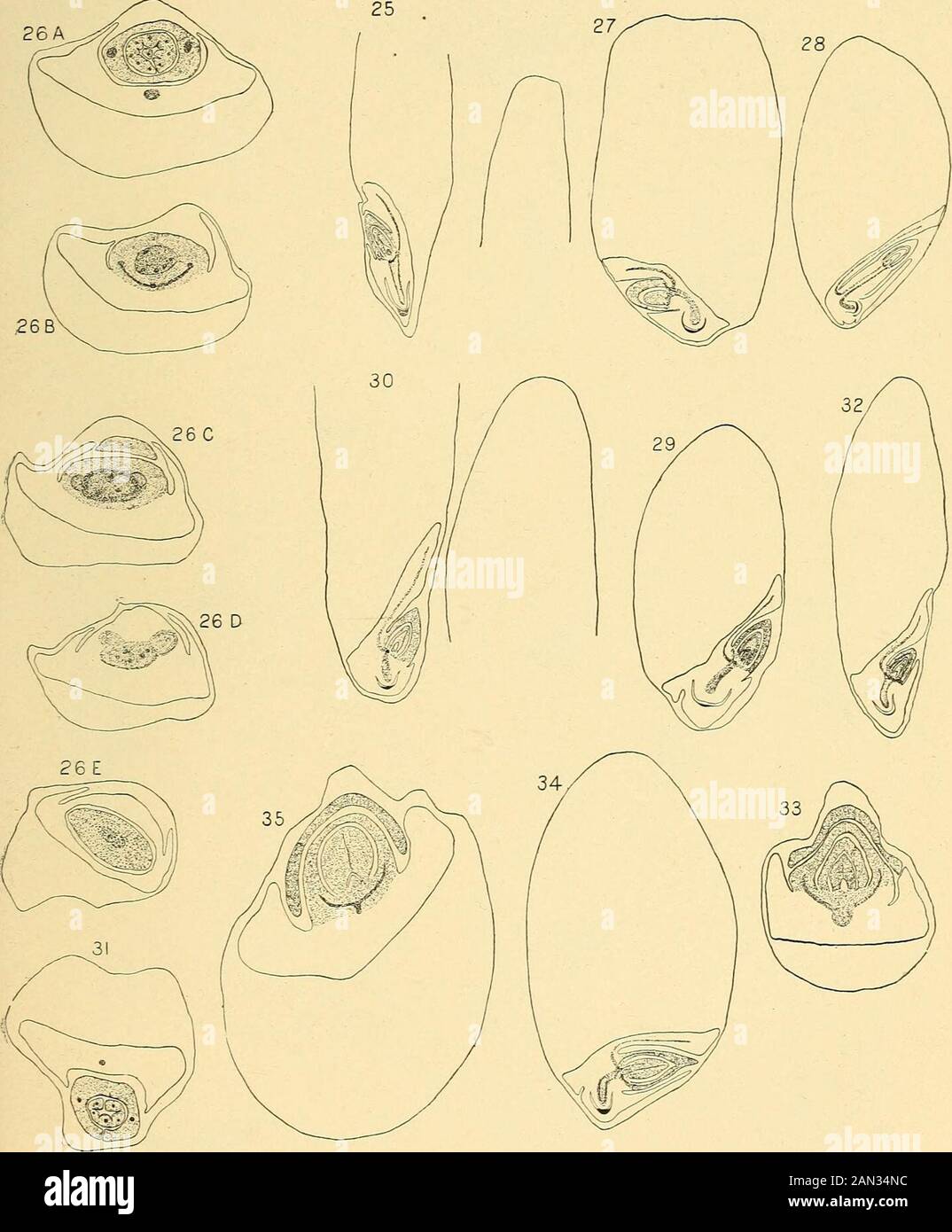 The structure of the caryopsis of grasses with reference to their ...