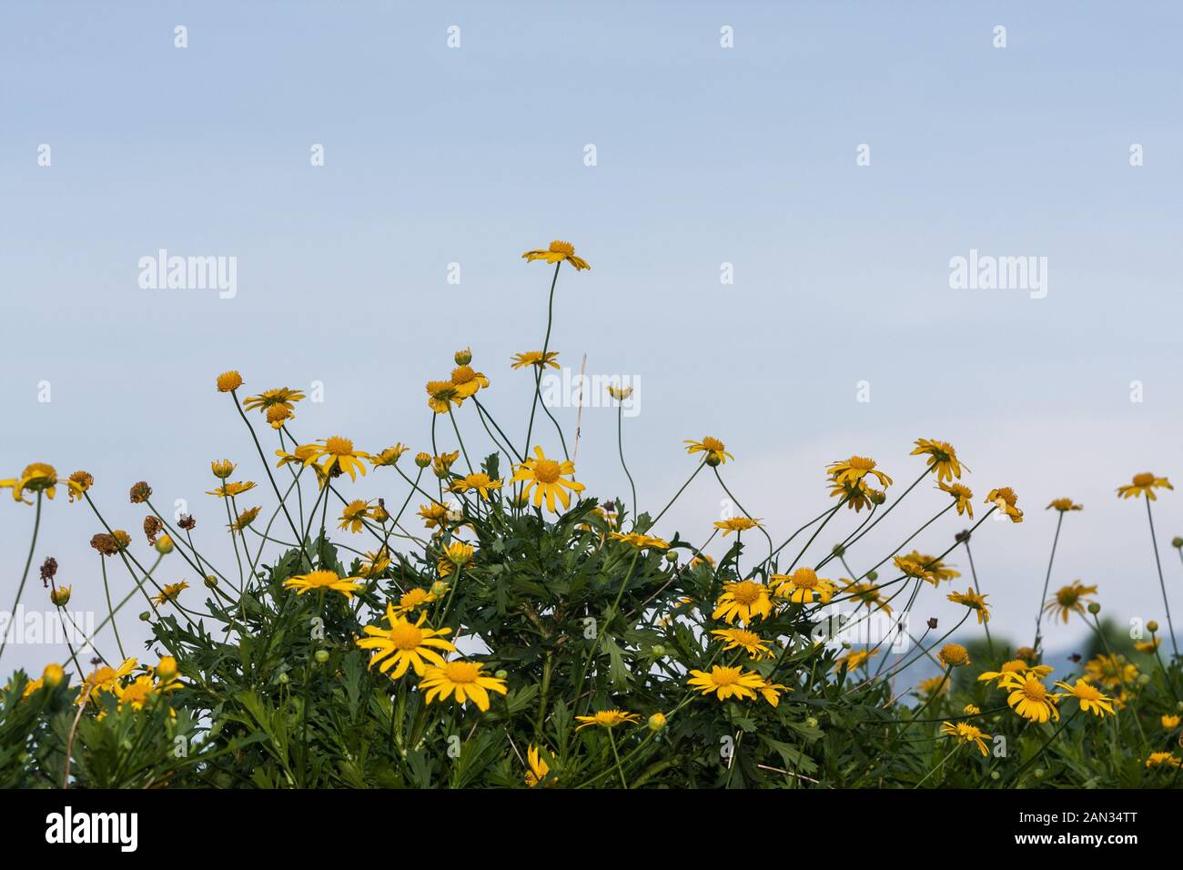 African bush daisy (Euryops chrysanthemoides) aka bull's-eye, yellow ...