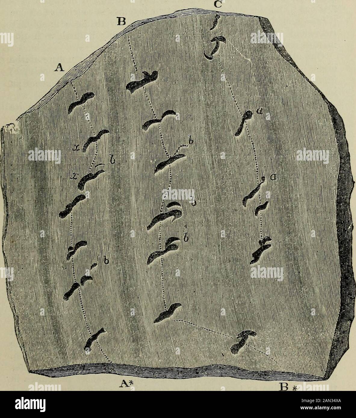 Pteraspis hi-res stock photography and images - Alamy