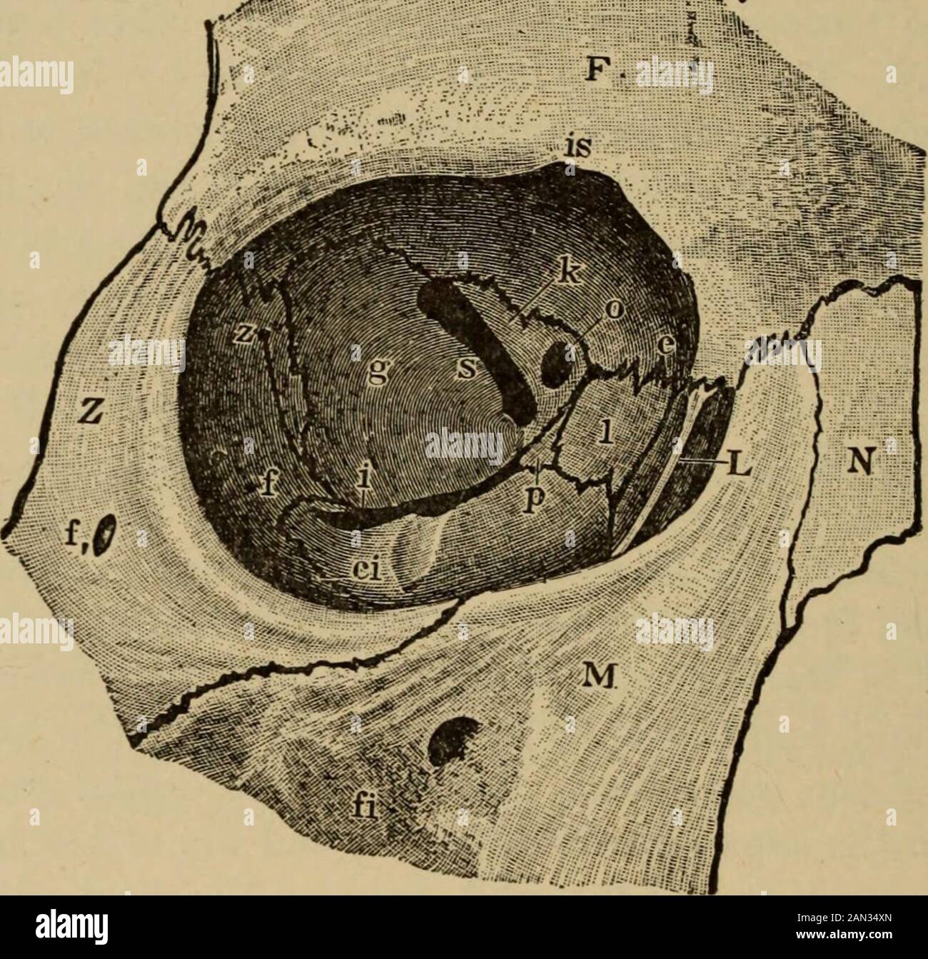 Text-book of ophthalmology . her eye. The walls of the orbit at their ...