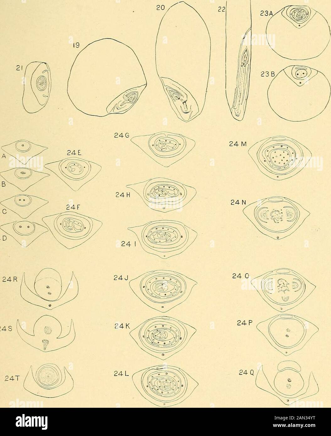 The structure of the caryopsis of grasses with reference to their ...