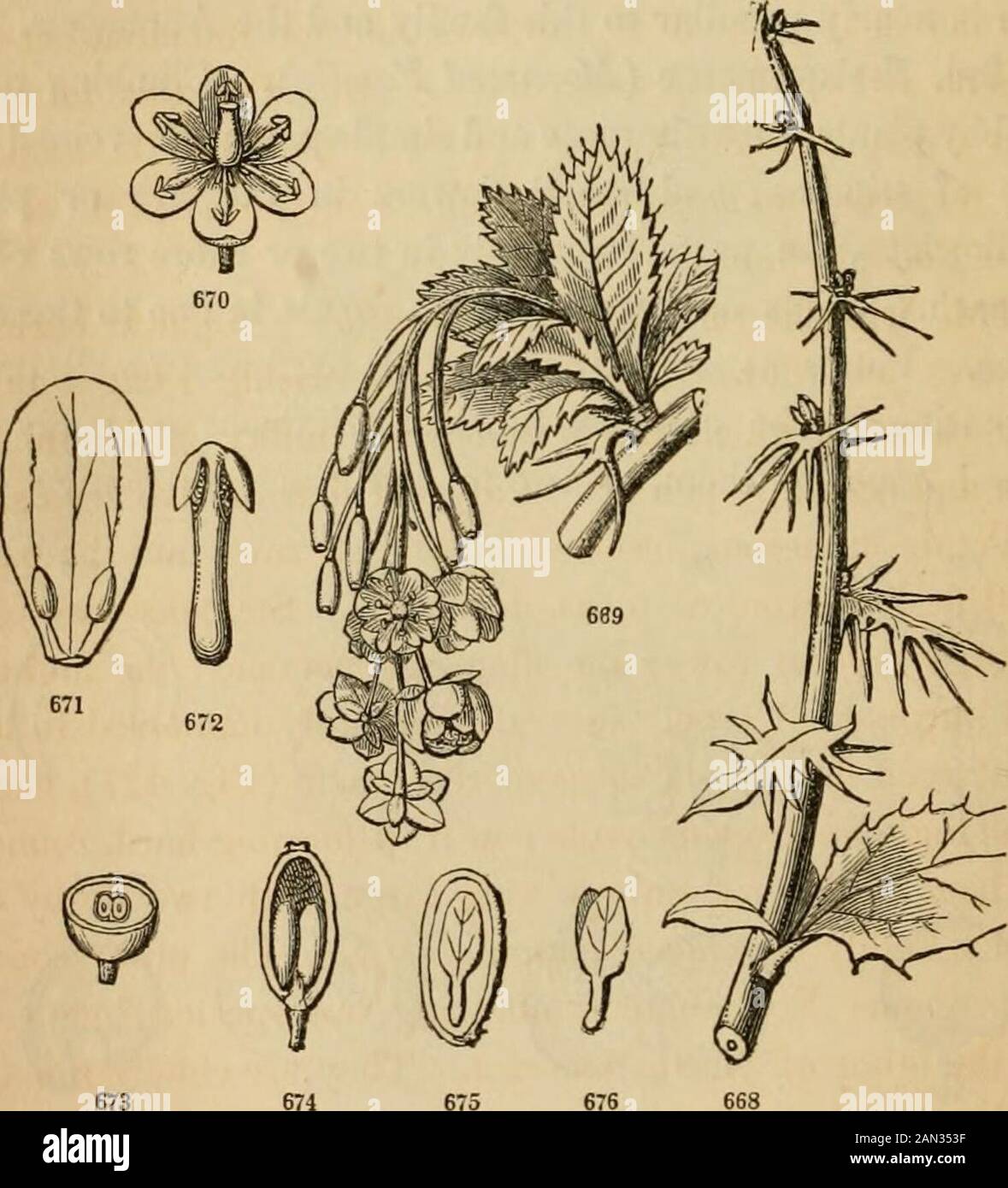 Introduction to structural and systematic botany, and vegetable ...