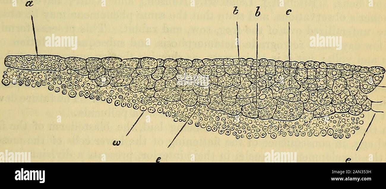 Vitelline membrane hi-res stock photography and images - Alamy