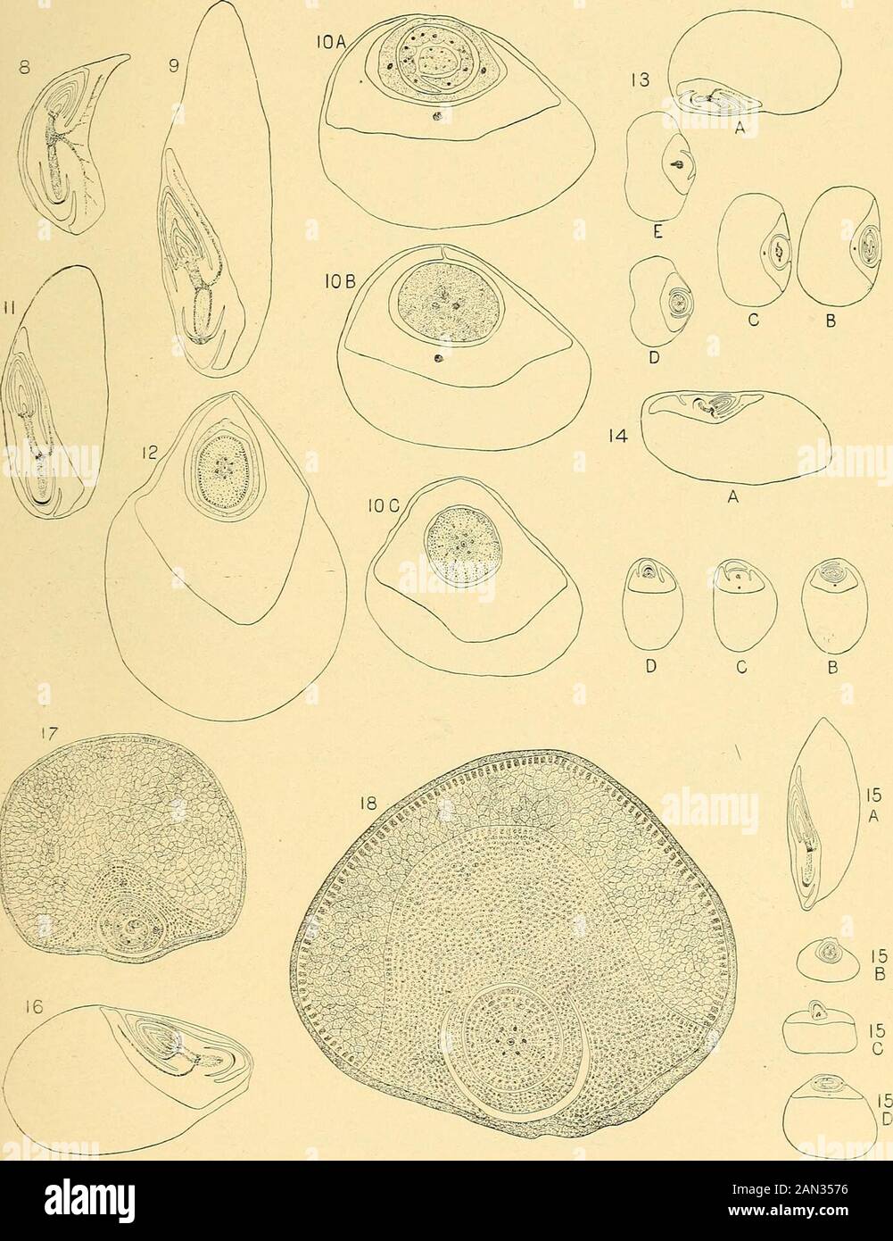 The structure of the caryopsis of grasses with reference to their ...