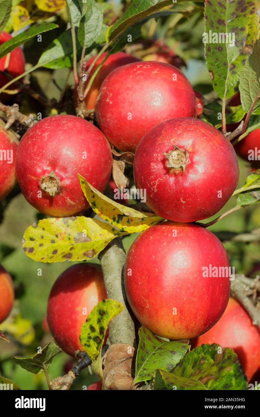 Malus 'Rosehip'. Large fruits of ornamental crab apple 'Rosehip' so ...