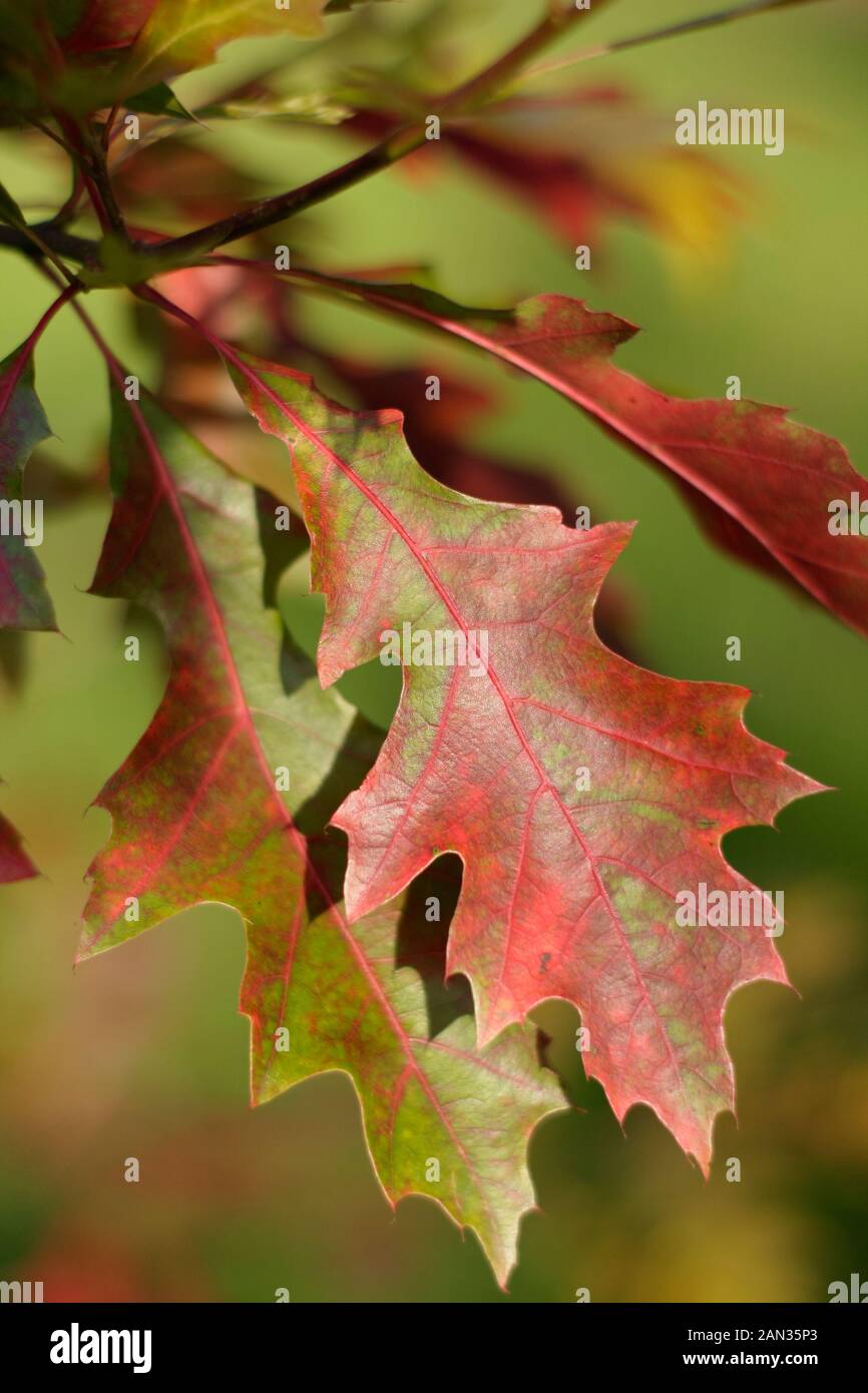 Oak Tree In Fall Leaves