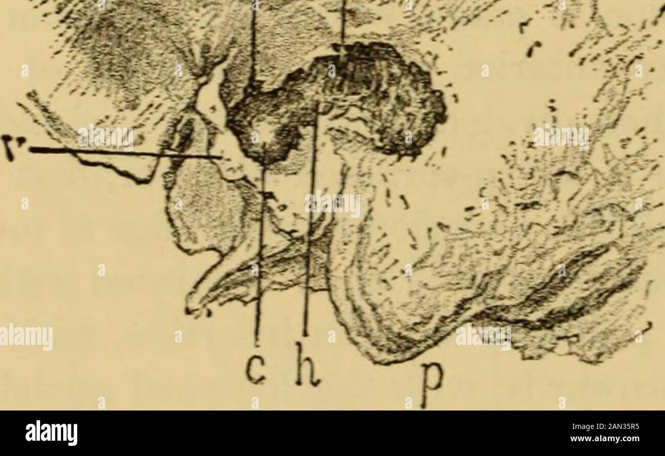 A text-book of the diseases of the ear and adjacent organs . have ...