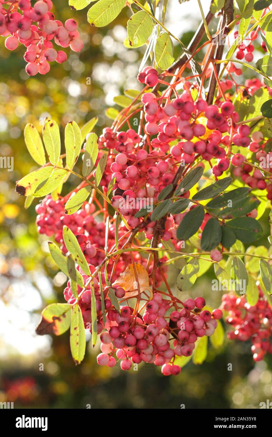 Sorbus pink pagoda hi-res stock photography and images - Alamy
