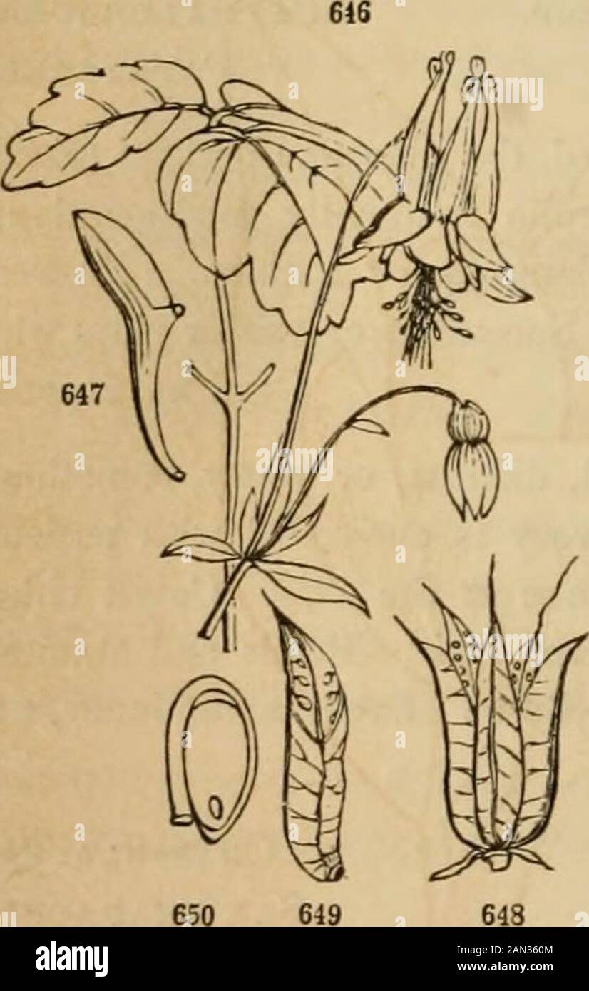 Introduction to structural and systematic botany, and vegetable ...