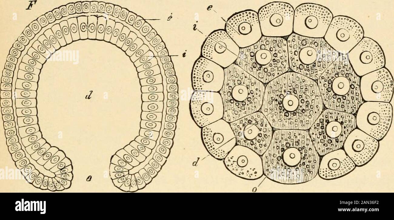 The evolution of man: a popular exposition of the principal points of ...