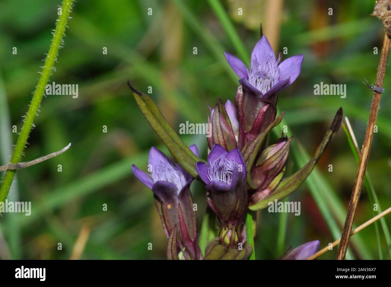 Purple trumpet flowers hi-res stock photography and images - Alamy